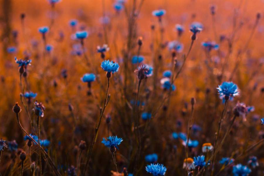 Visita guiada: Biodiversidad Vegetal: Flores - Family Lovers